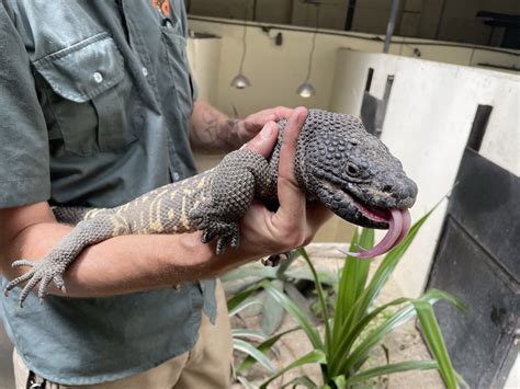 Conservation And Captive Breeding Guatemalan Beaded Lizards Exotics