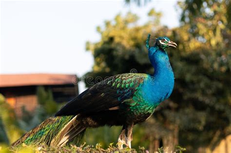 Blue Green Peacock With A Long Tail Resting On The Grass Stock Image Image Of Blue Delicate