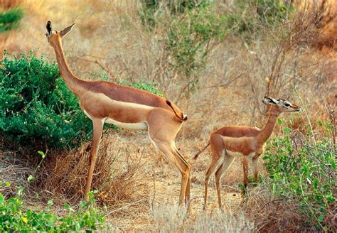 Геренук описание где обитает чем питается сколько живет