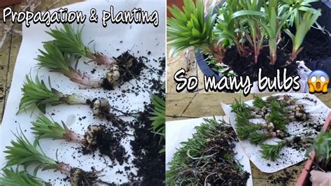 Asiatic Lilies Propagation Dividing Asiatic Lilies Spring 2020