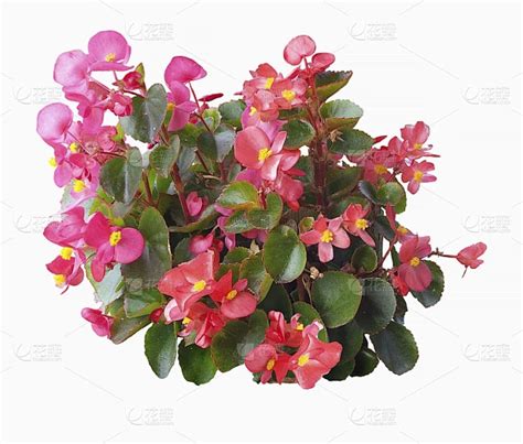 海棠灌木花在空白的背景上。素材 花瓣网