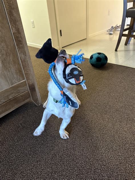 What Do Yall Think My Corgi Is Mixed With Rcorgi