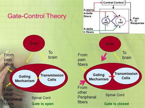 Open Gate Theory At Augusta Berkeley Blog