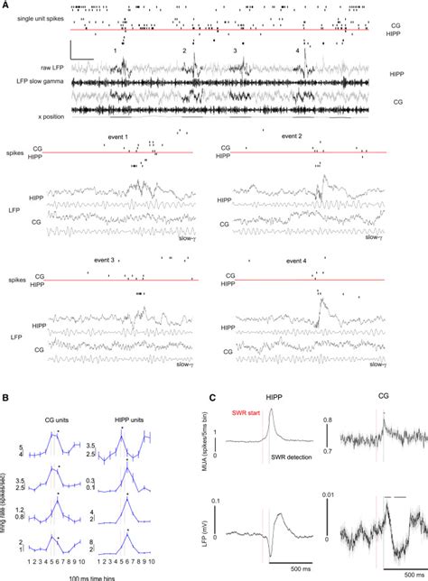 Cingulate Cortical Neurons Increase Their Firing During Hippocampal Swr