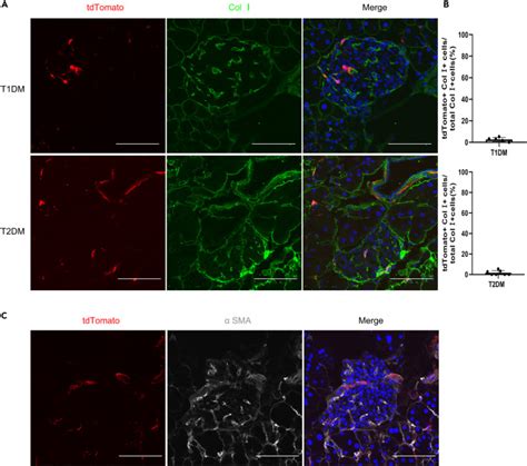 Genetic Lineage Tracing Reveals Stellate Cells As Contributors To Myofibroblasts In Pancreas And