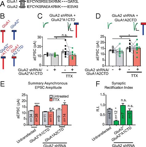 Synaptic Homeostasis Requires The Membrane Proximal Carboxy Tail Of Glua2 Pnas