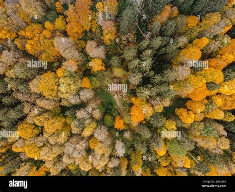 Fall Forest Landscape View From Above Colorful Nature Background