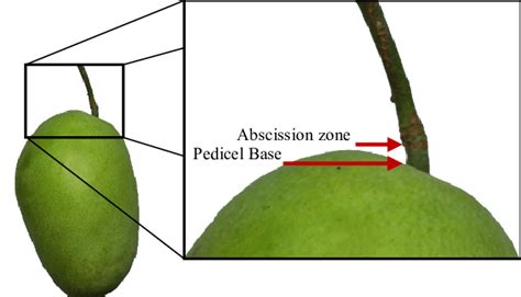 Carabao Mango Fruit Showing Part Of The Pedicel The Abscission Zone