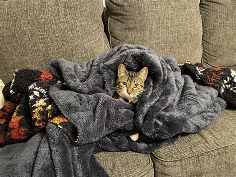 Pendleton Blanket Is Cat Approved R Costco