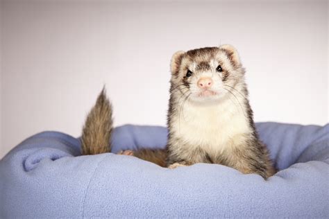¿estás Pensando Tener Un Hurón Como Mascota Consejos Miscota