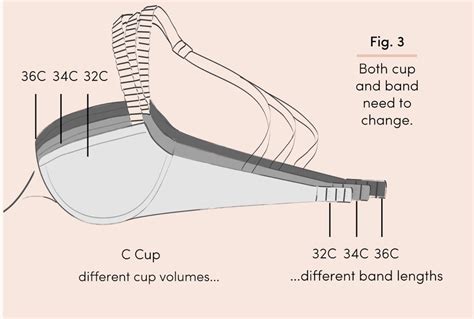 36c Bra Size Equivalent