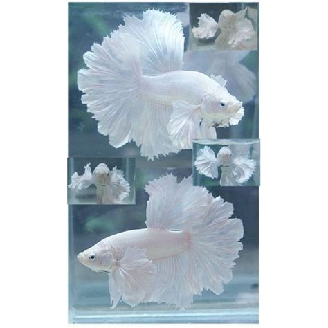 Jual Halfmon Platinum By Istanaguppy Shopee Indonesia