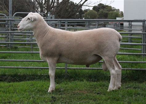 Lot 49 North Ulandi 230017 Auctionsplus