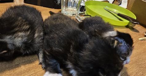 Free Kitens For Free In Caledonia Wi For Sale And Free — Nextdoor