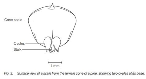 Conifers Ecology Human Uses Male And Female Reproductive Structures