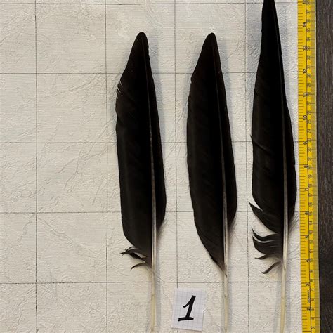 Raven Feather Etsy