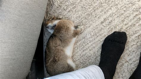 Netherland Dwarf Licking The Air What Does This Mean R Rabbits