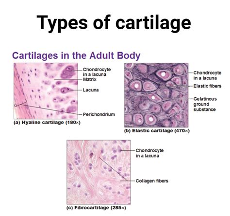 Types Of Cartilage Joints At Imogen Webb Blog