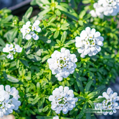 Candytuft Perennial Low Growing Flowers Snowflake Candytuft Everde