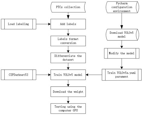 Improving Artificial Intelligence Based Individual Tree Species Classification Using Pseudo Tree