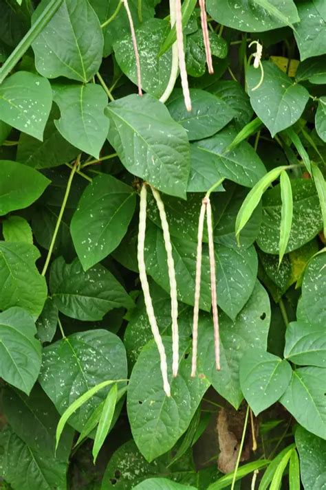Caupí Vigna Unguiculata Picturethis