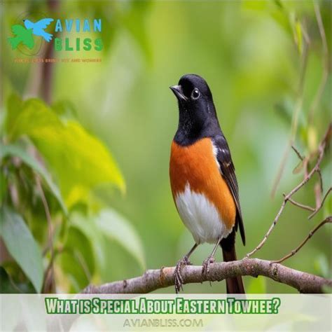 Eastern Towhee Guide Identification Behavioring And Conservation