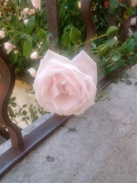 Medicine And Tibetan Buddhism The Jouney Path And Process Openzine