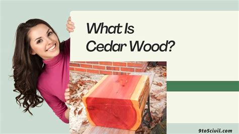 Is Cedar Wood Real How Sustainable Is Cedar Wood Here Are The Facts