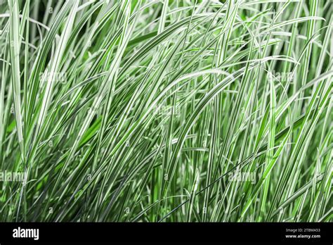 Decorative Green And White Striped Grass Arrhenatherum Elatius