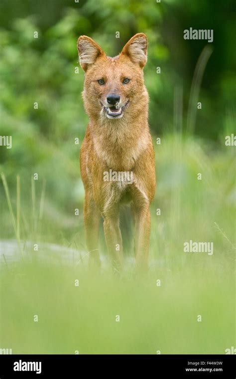 Asiatic Wild Dog Dhole Cuon Alpinus At A Coffee Plantation