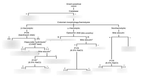 Microbiology Strep Id Chart Diagram Diagram Quizlet Microbiology Strep Id Chart Diagram Diagram Quizlet
