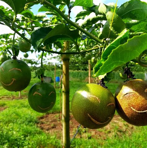 ไร่นายโหน่ง Passion Fruit Garden Chiang Mai