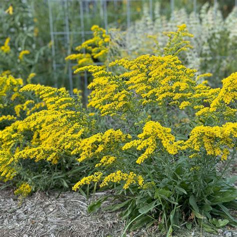 Solidago Nemoralis Gray Goldenrod Tend Native Plants