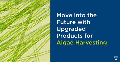 Robert Rhea On Linkedin Algaeharvesting Algaeconcentrate Efficiency