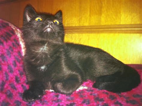 Mitzu By Bunnyripper On Deviantart