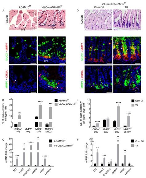 Adam10 Regulates Notch Function In Intestinal Stem Cells Of Mice Pmc
