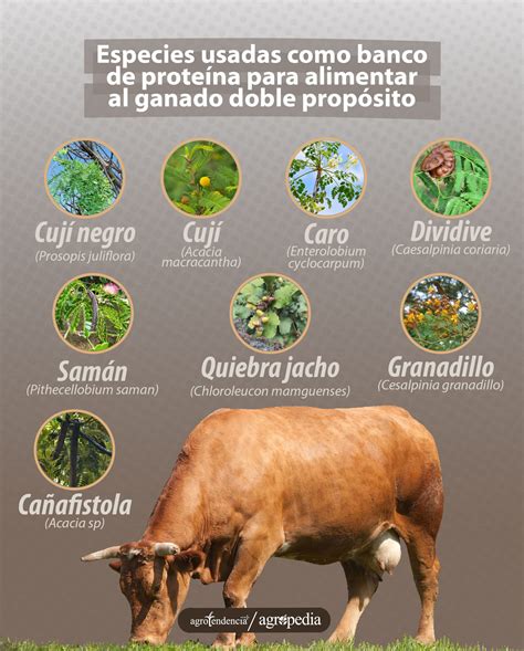 Ganado Doble Propósito Conoce Como Debe Ser Su Alimentación
