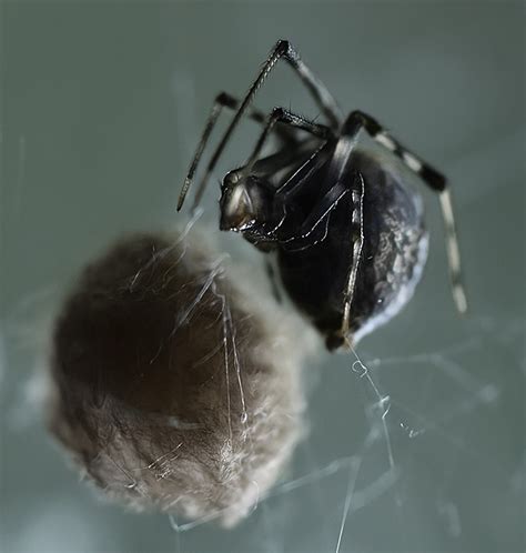 American House Spider And Egg Sack The Flickr Lounge Bokeh T Flickr