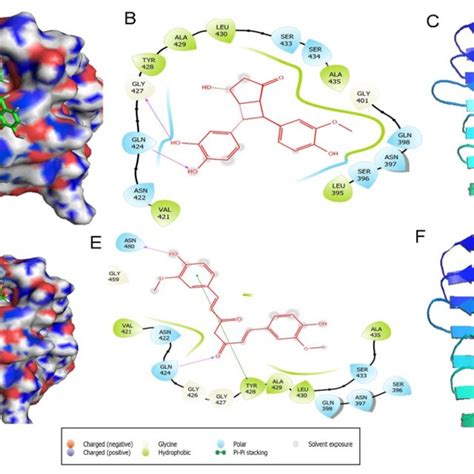 P55 And Ligand Cyclobutyl Cyclopentadine And Curcumin Interaction