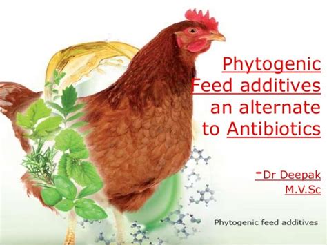 Phytogenic Feed Additives As An Alternative To Antibiotics In Poultry