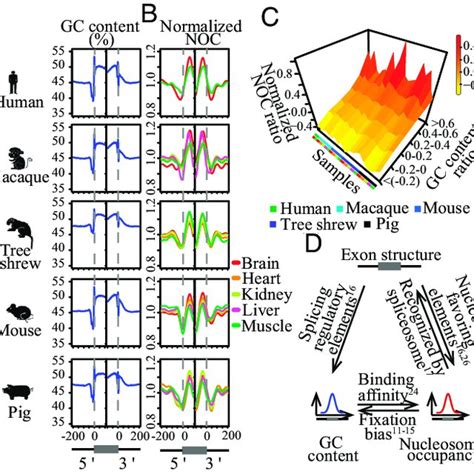 Positive Correlation Of Exon Intron Differences In Nucleosome Occupancy Download Scientific
