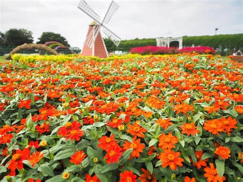 Gaze At Seas Of Flowers In Zhongshe Flower Market Taichung Taiwan