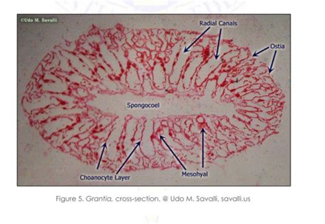 Grantia Cross Section Labeled
