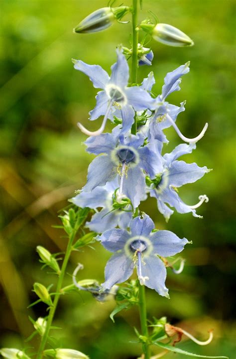 Edupic Flower Images