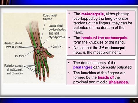 Introduction To Surface Anatomy Of Upper And Lower Limbs Ppt Download