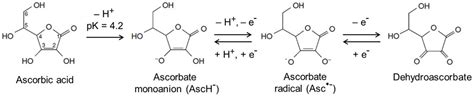 Ascorbate Oxidase Equation Ascorbate Oxidase In Plant Growth