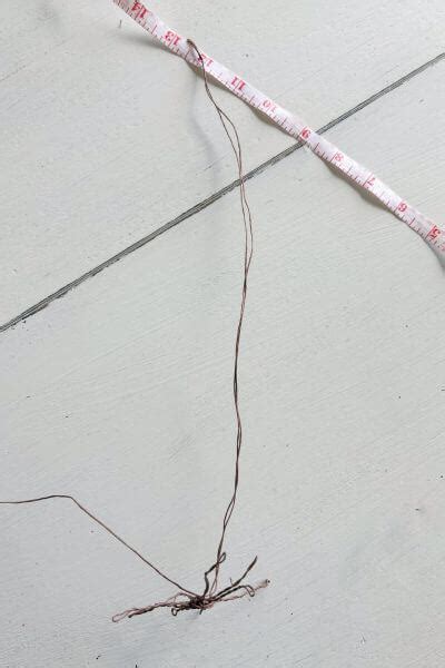 Halloween Tree DIY Using Only 2 Supplies Dappled Skies And Diys