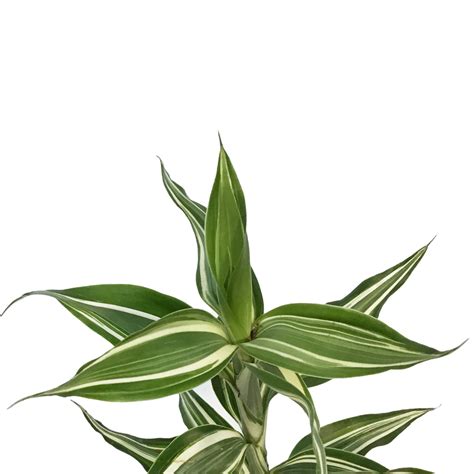 Dracaena 2 5in Sanderiana Ribbon Plant Floral Acres Greenhouse