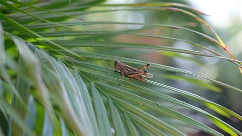 Grasshopper Videos Download The Best Free 4k Stock Video Footage And Grasshopper Hd Video Clips