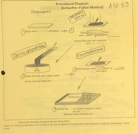 Spore Stain Micro Diagram Quizlet